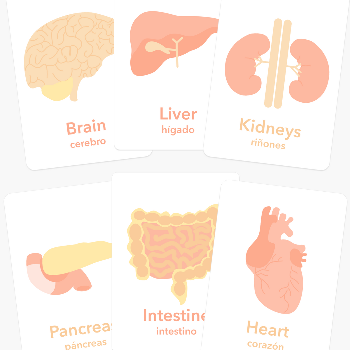 Organs Flashcards – GoodnightFox